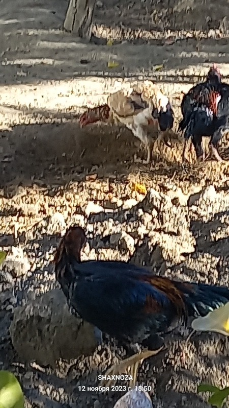KUlangi tovuqlar...