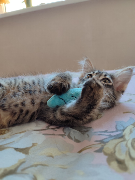 ОТДАМ ДАРОМ девочку котёнок