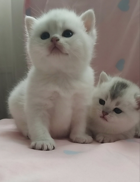 Сотилади Британский шиншилла чистокровный Киз &Угл