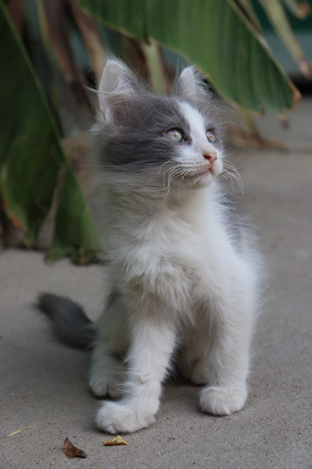 Котенок в Надёжные руки!