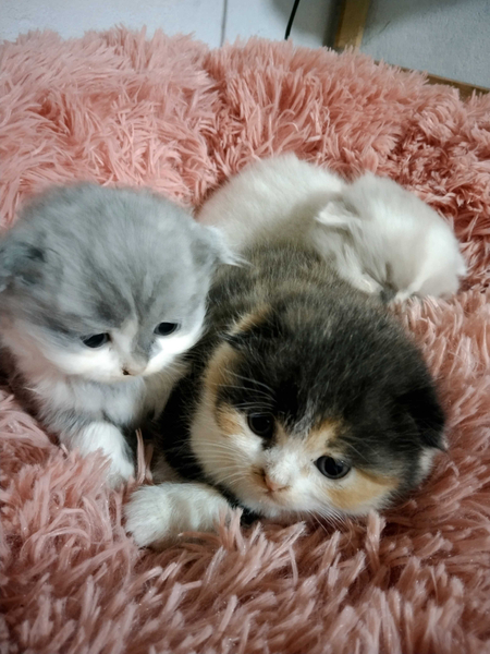 Вислоухие котенки