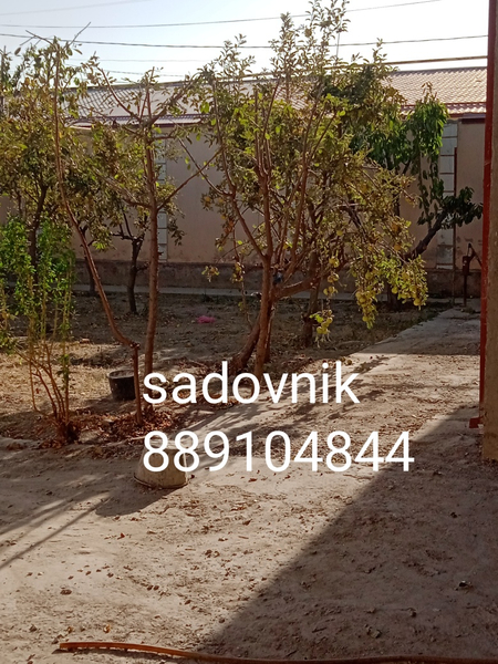 Bogbon sadovnik samarqand