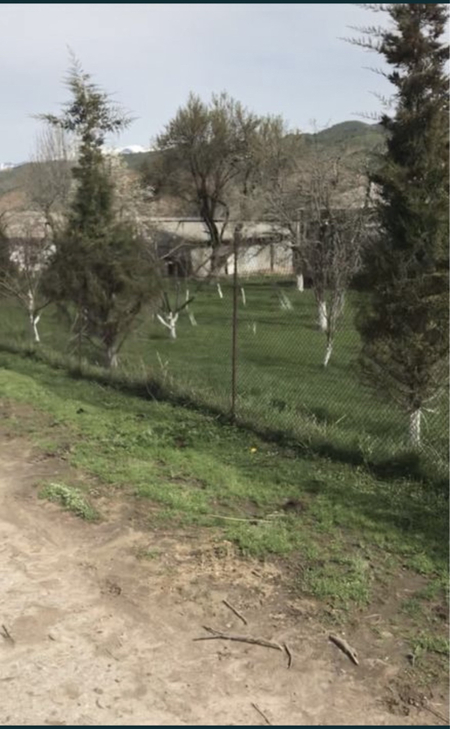 Дала ховли. Дача Газалкент