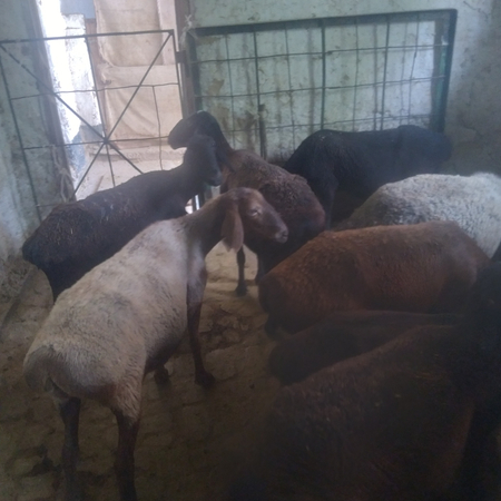Qo'ylar sotiladi