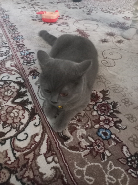 Мушук сотилади британские скотч