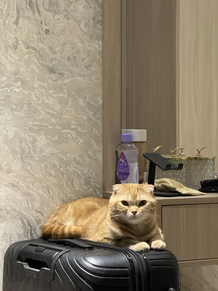 Ищем кошку для вязки