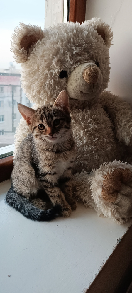 Отдам котят  в дом