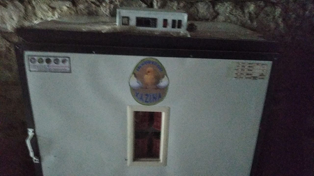 Chil jangi inkuvatir