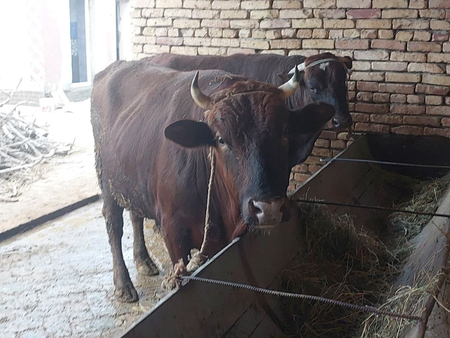 Buqalar sotiladi tezda