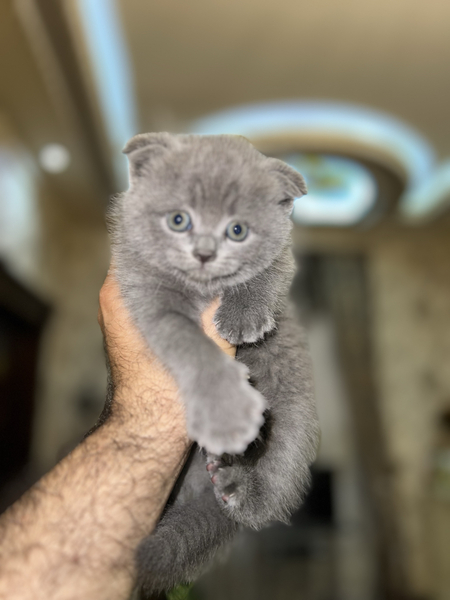 Продаются котята скотиш фолд и старйты, от элитных родителей
