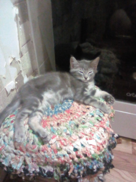 Скотиш Фолд и Скотиш Страйт