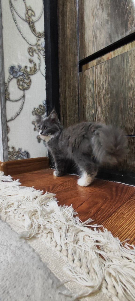 Котята бесплатно