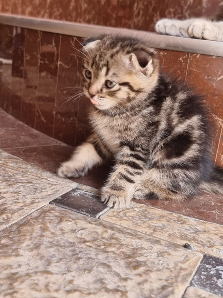 Шотландская вислоухая кошка