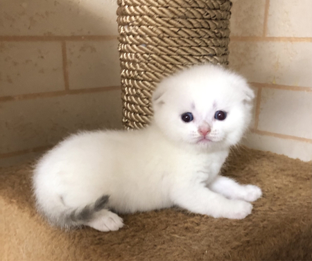 Скоттиш фолд! Мальчик!