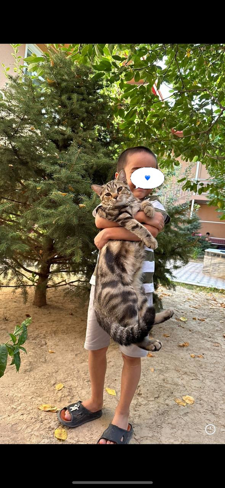 Кот пароды Скотиш Страйт