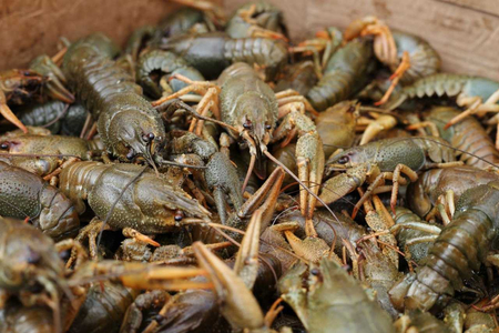 Продам живых раков оптом и в розницу