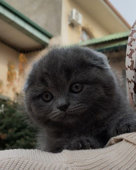 Кошка, пародистый кошки, скоттиш фолд, british blue, shinshila