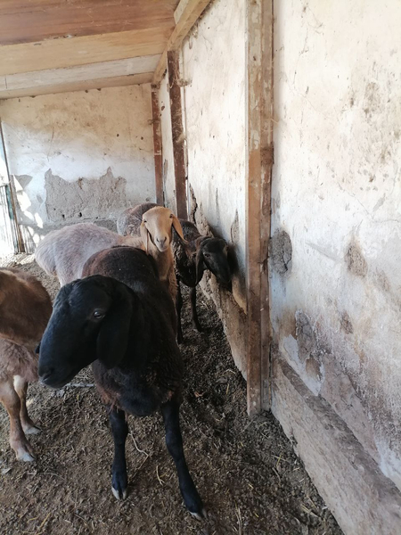 3ta qochqor 1ta urg\\\'ochi qirğiz qoylari