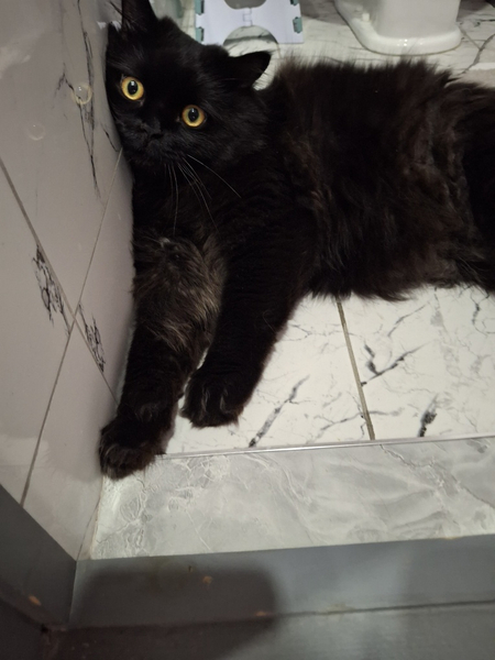 Не продажа вязка кота