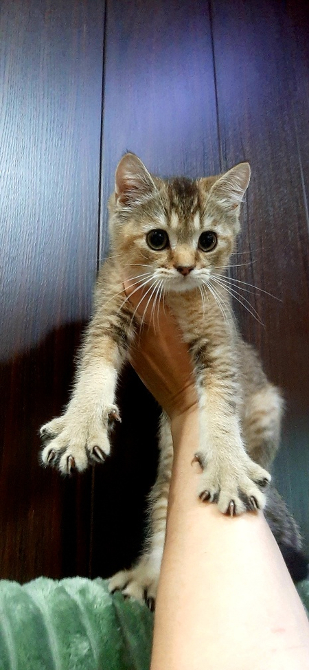 Скоттиш страйт мальчик