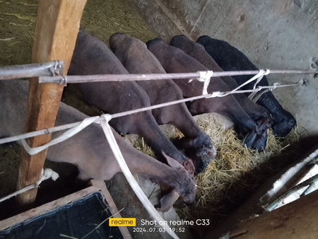 12та кучкор 4та ургочи