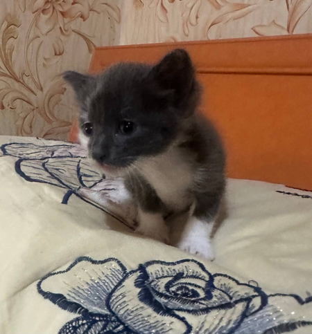 Котята даром
