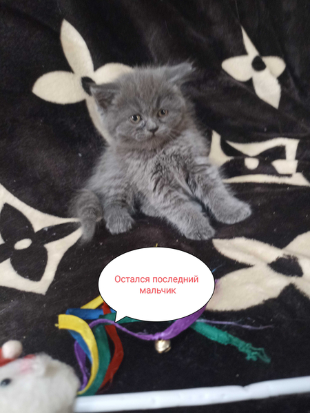 Продаются породистые котята