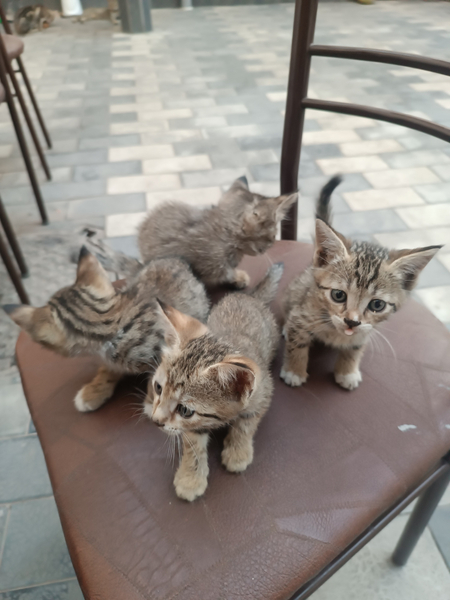 Мушик боллари бор текинга соглом
