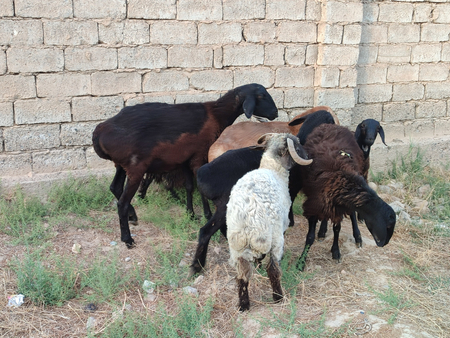 Qoʻchqor qoʻyla va echki sotiladi