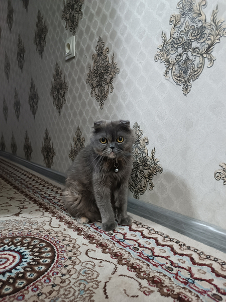 Продается кошка скатёнком