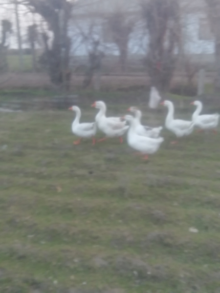 Гусь продаю. Гоз сотаман.