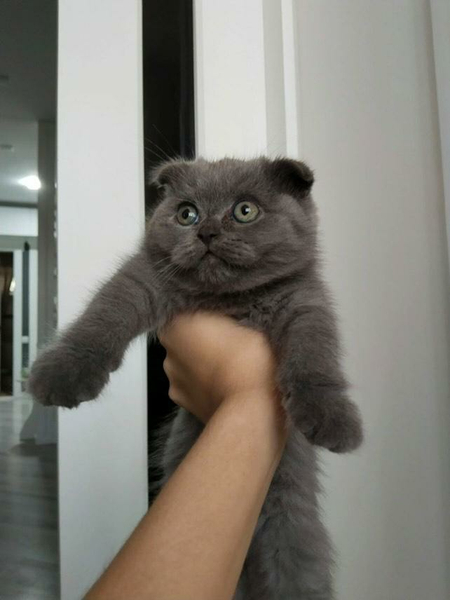 Toza Qonli Scottish Fold