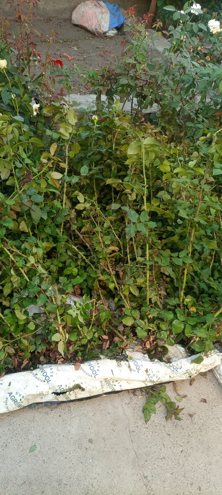 Atirgul xilma xillari bor