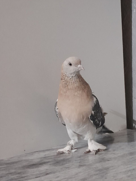 Takla sotiladi moda