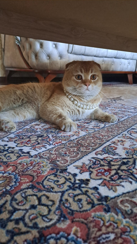 Скоттиш фолд сотилади