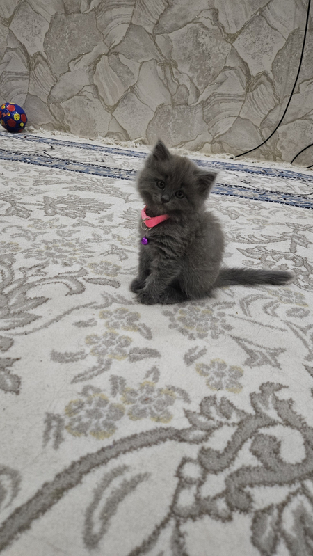 Mushuk sotiladi galishib baramiz