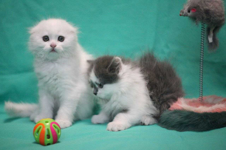 Шикарный белый котенок, фолд!