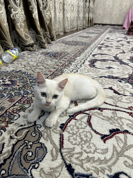 Shinshilla bolasi