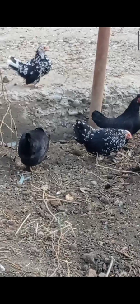 Продам 5 штук японское кур