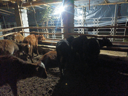 6-7 oylik hunajin buzoqlar sotiladi narxi 5.8 DAN kami bor.