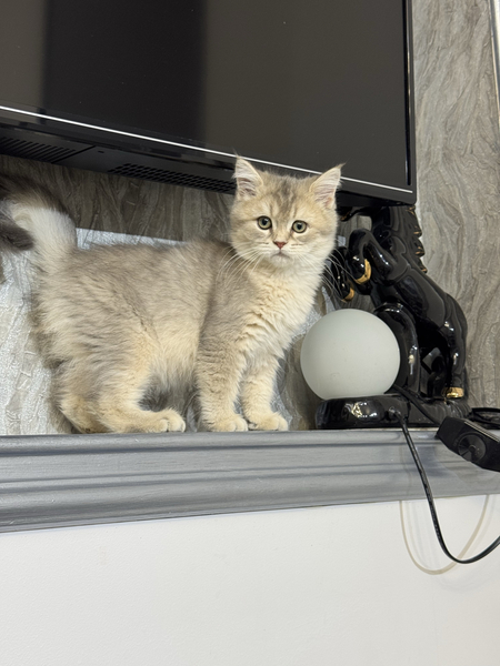 Продается котенок шиншилла