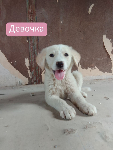 Отдам в добрые руки щенков