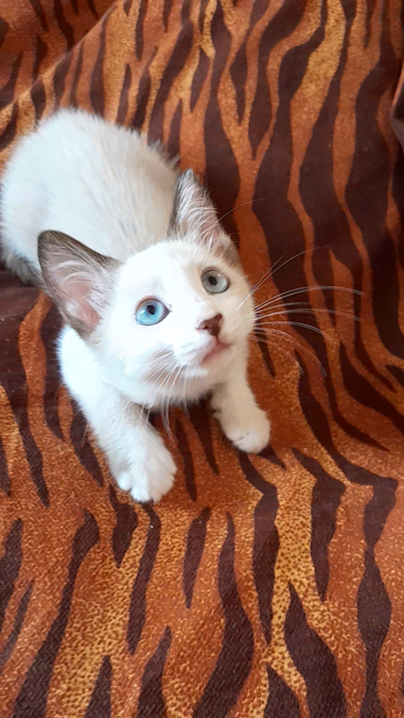 Котенок девочка, тайской породы.  Mushukcha qiz, Tailand zoti