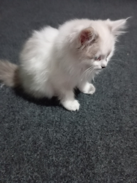Mushukcha sotiladi     Продам Котëнюк