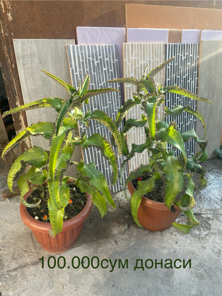 Денежный aloe gullari xonaki