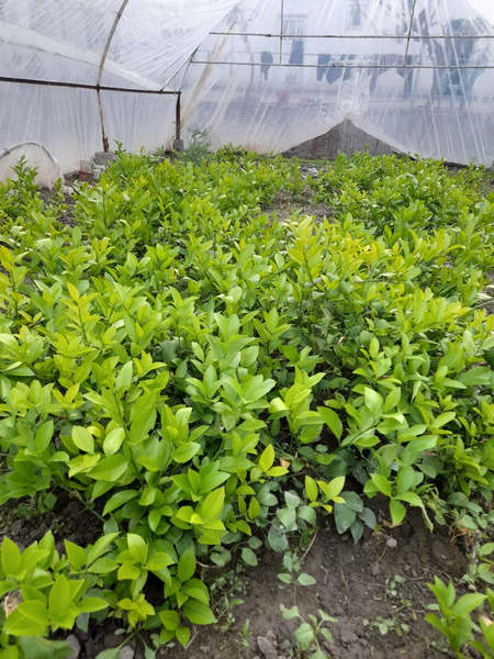 Limon kuchatlari