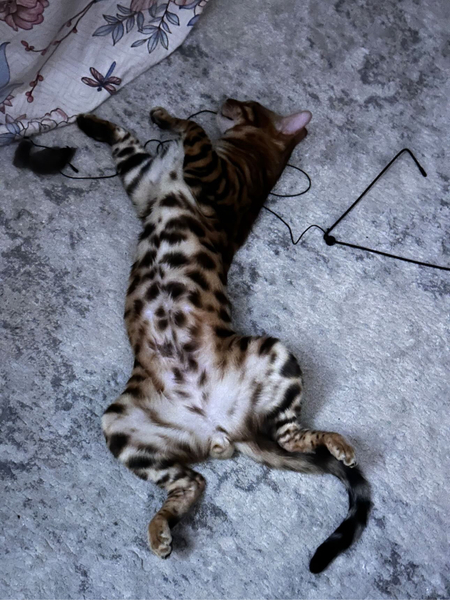 Вязка чистокровного кота