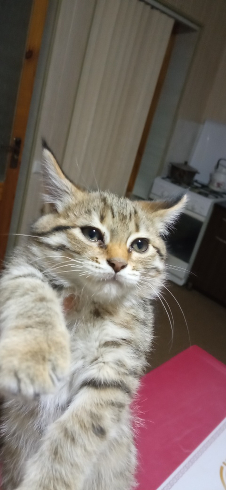 Продаётся котята  страйты