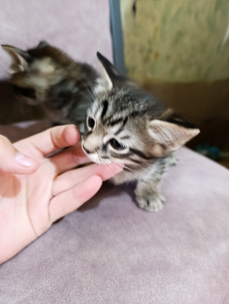 Отдаем котят двух девочек