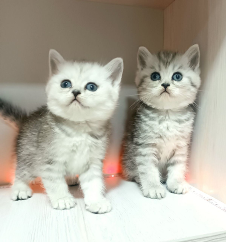Котята серебристой шиншиллы